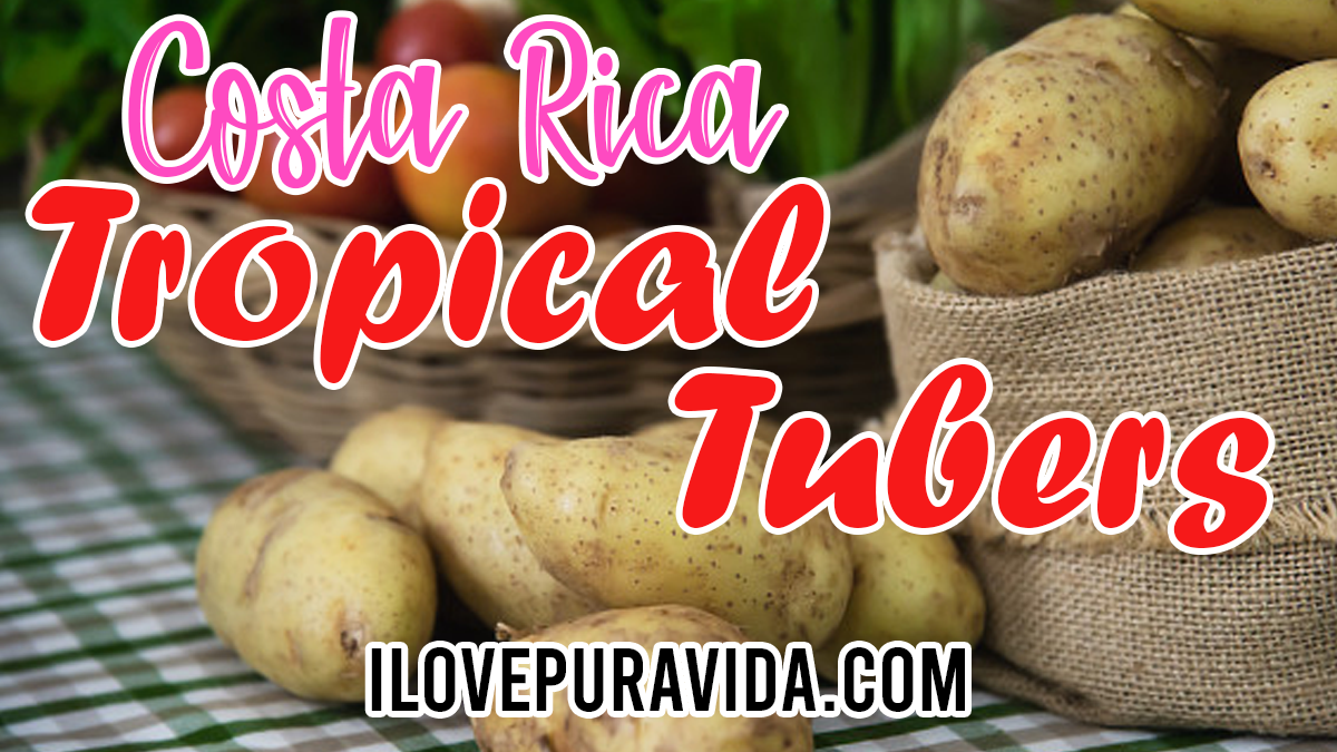 List of Tropical Tubers of Costa Rica - I Love Pura Vida